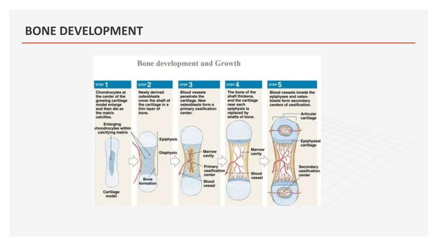 BONE DEVELOPMENT.pptx