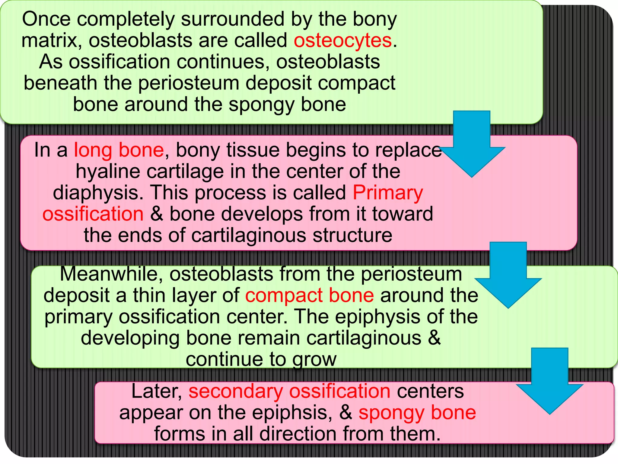 Bone development & growth | PPTX