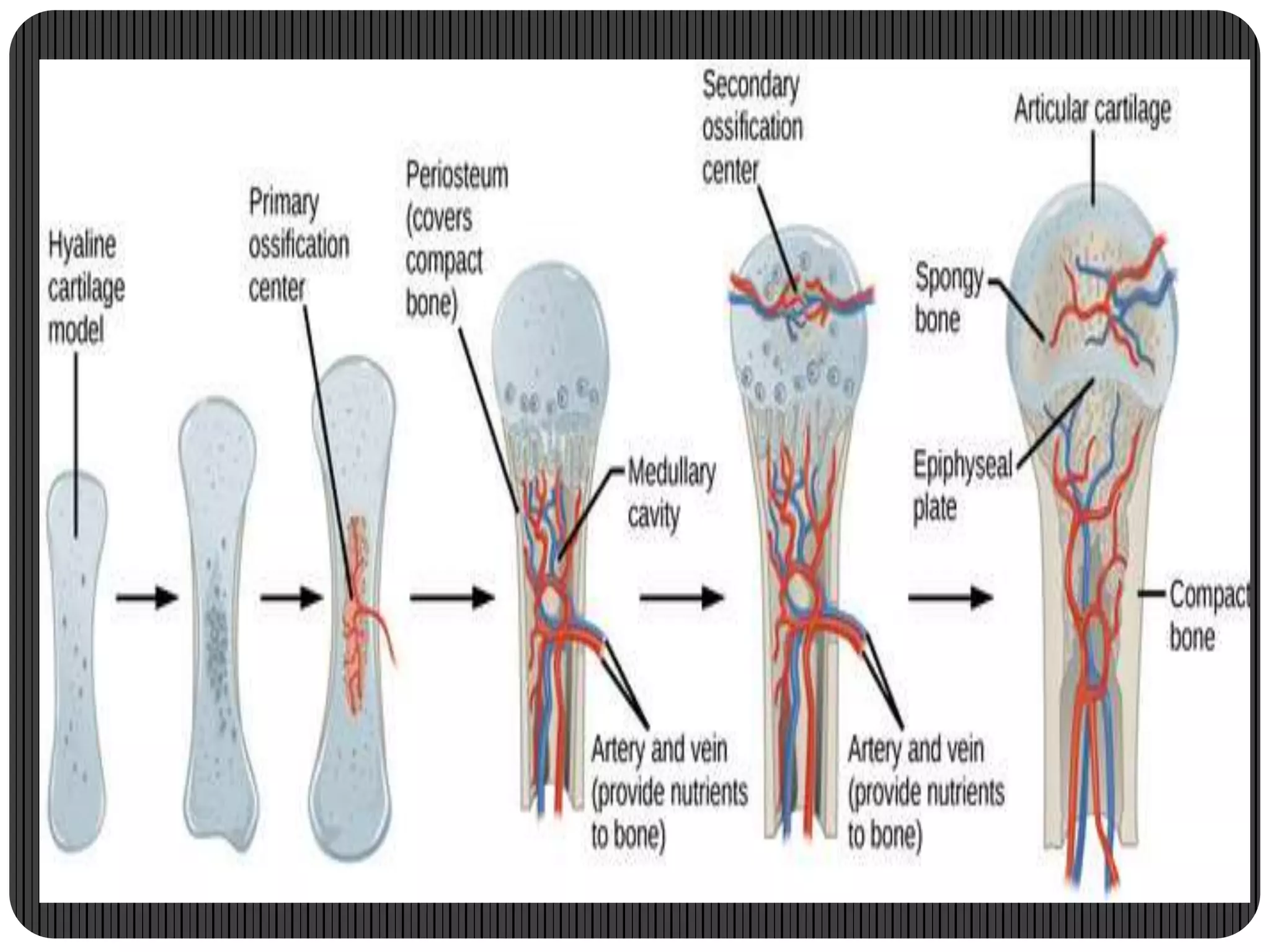 Bone development & growth | PPTX