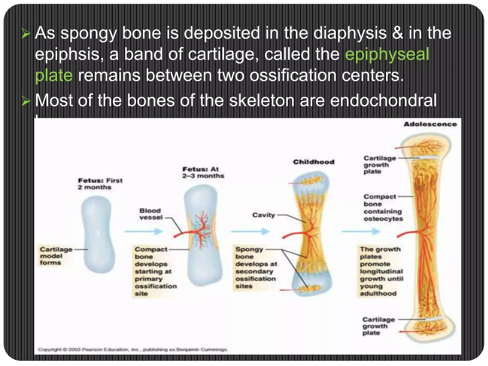 Bone development & growth | PPTX