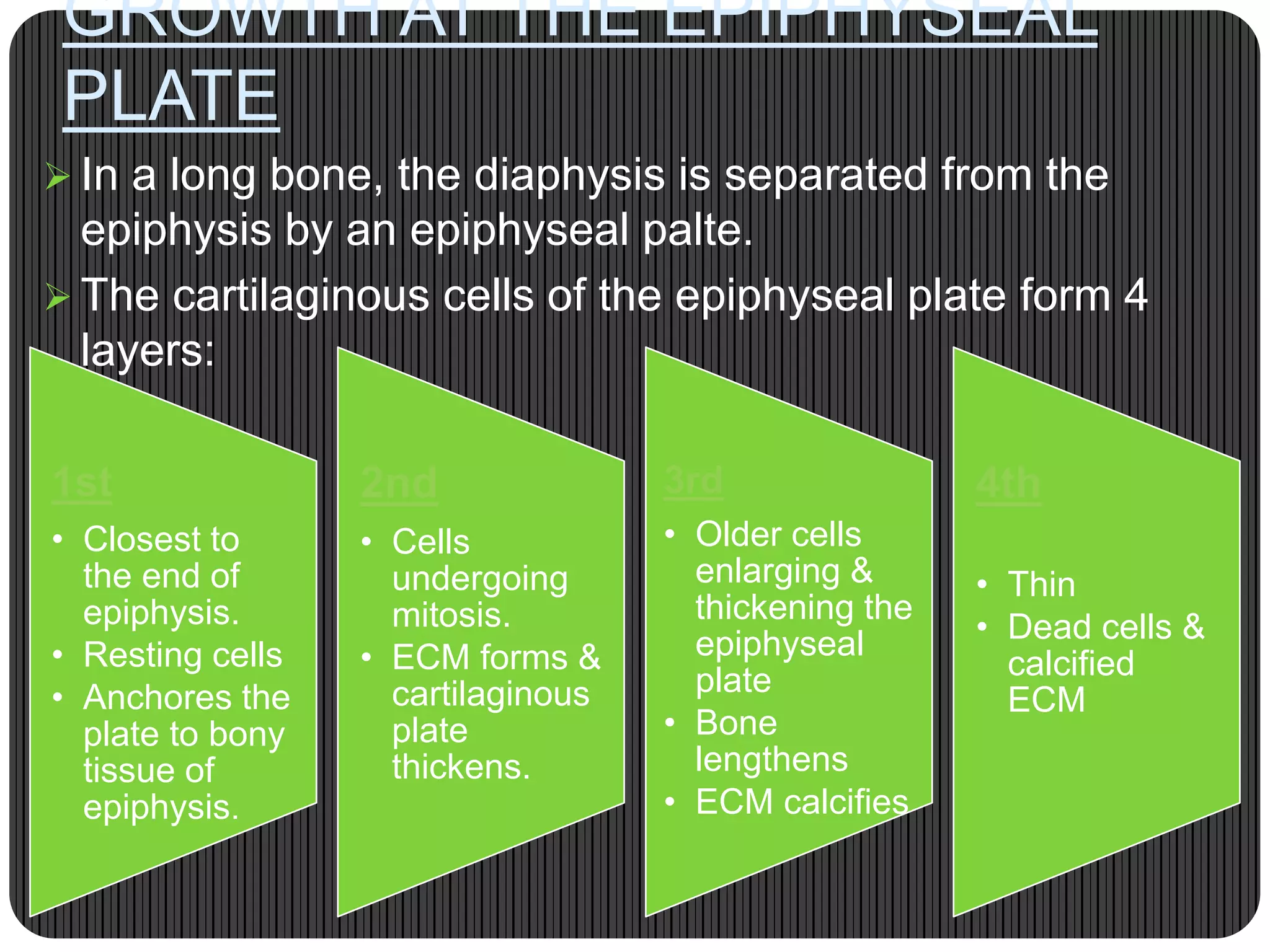 Bone development & growth | PPTX