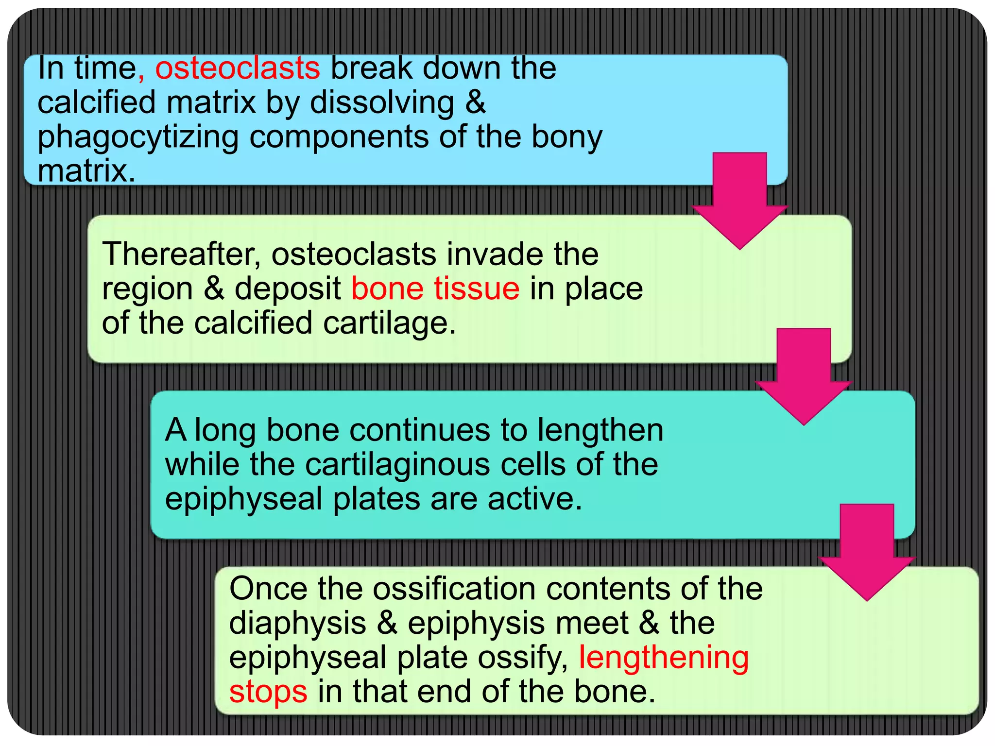 Bone development & growth | PPTX