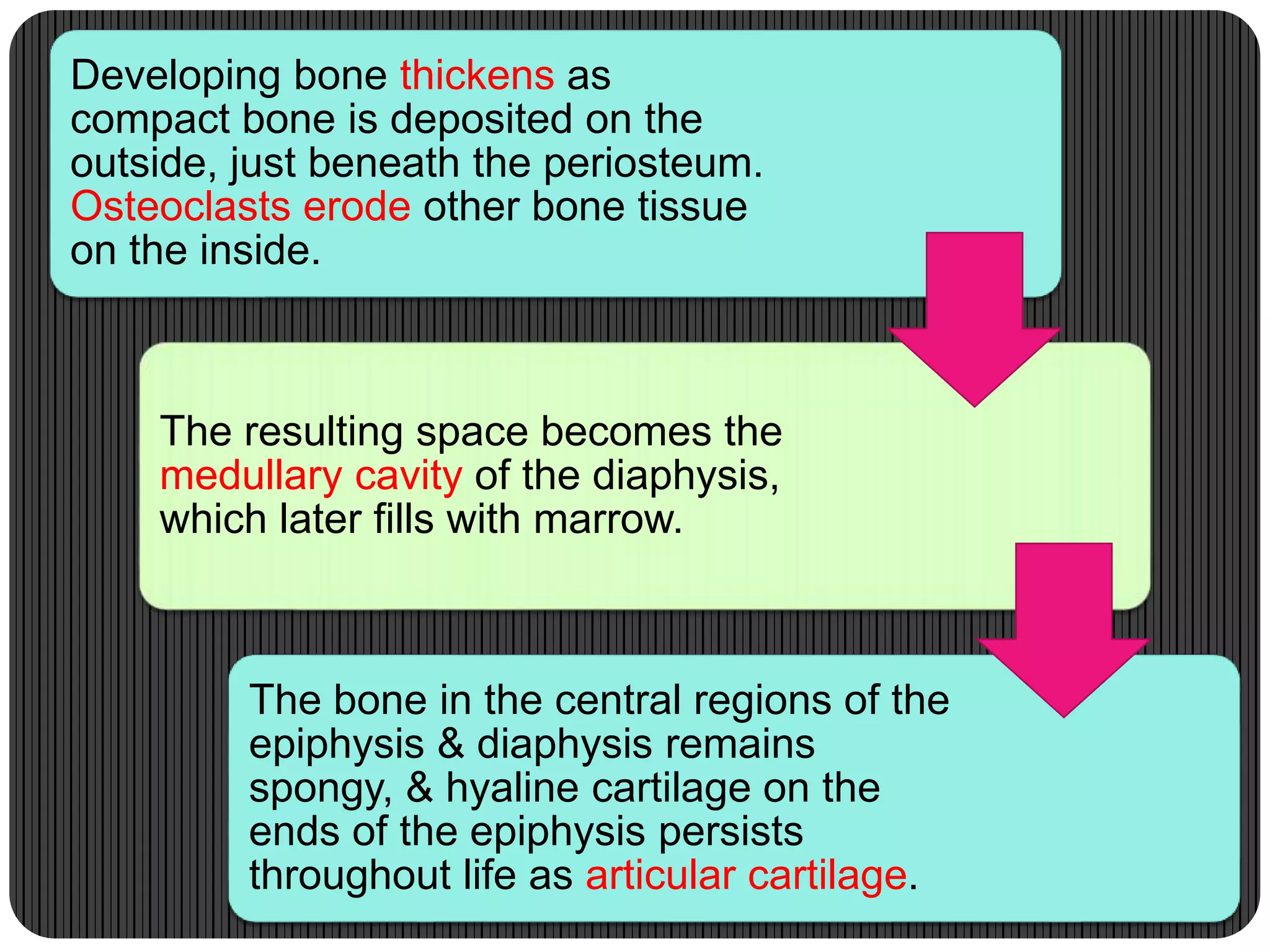 Bone development & growth | PPTX