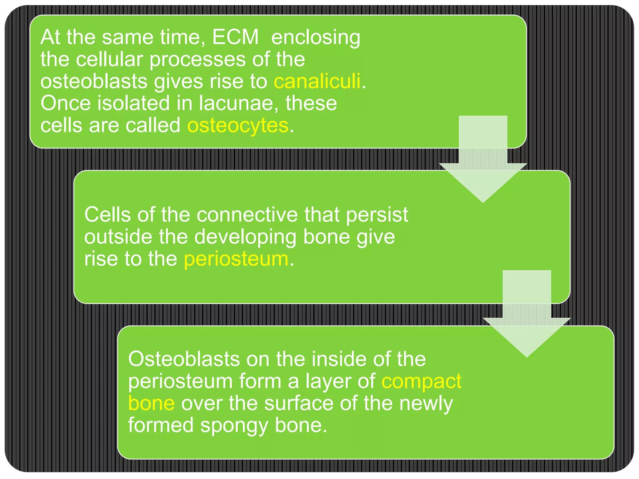 Bone development & growth | PPTX
