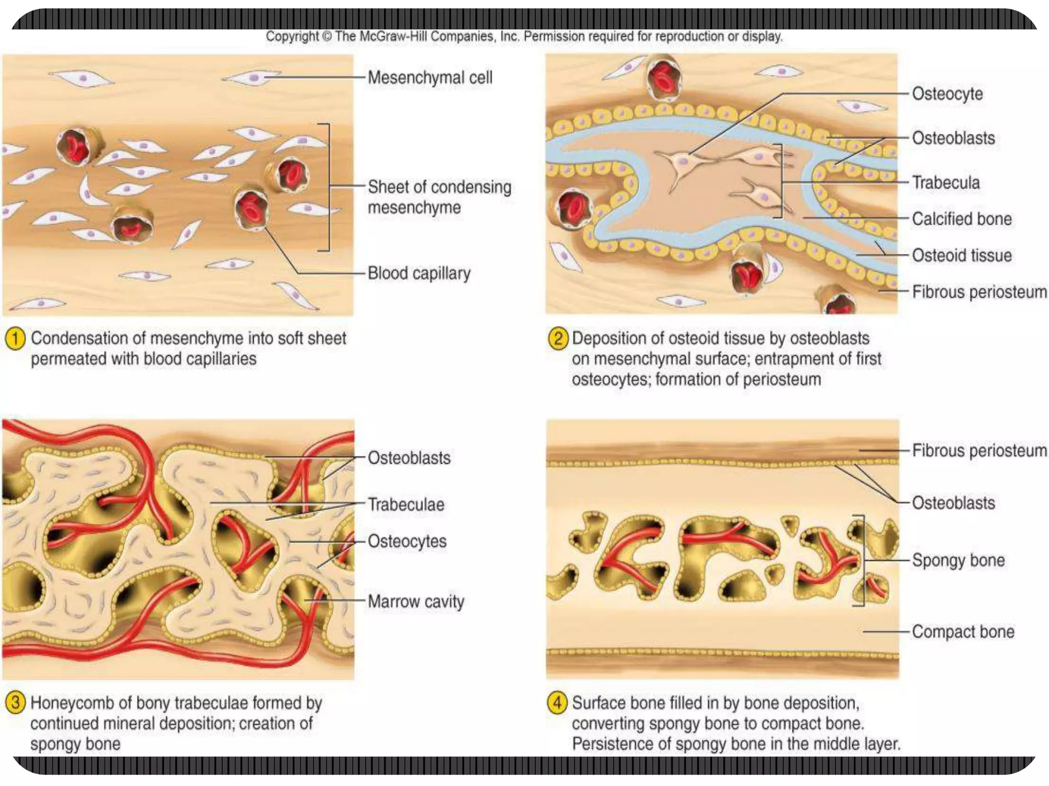 Bone development & growth | PPTX
