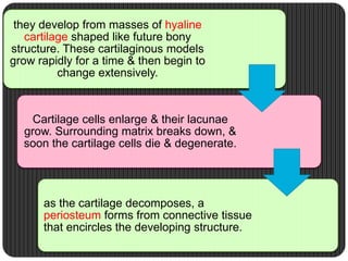 Bone development & growth | PPTX