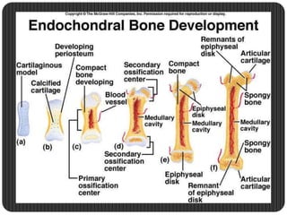 Bone development & growth | PPTX