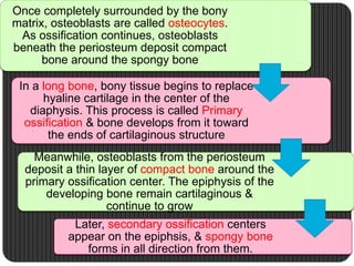 Bone development & growth | PPTX