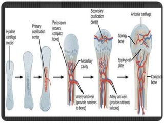 Bone development & growth | PPTX