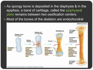 Bone development & growth | PPTX