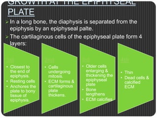Bone development & growth | PPTX