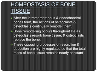 Bone development & growth | PPTX