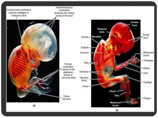 Bone development & growth | PPTX