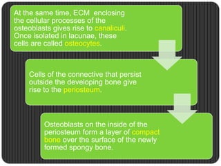 Bone development & growth | PPTX