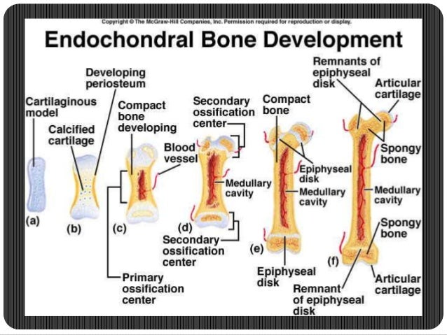 Bone Development