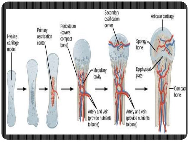Bone Development