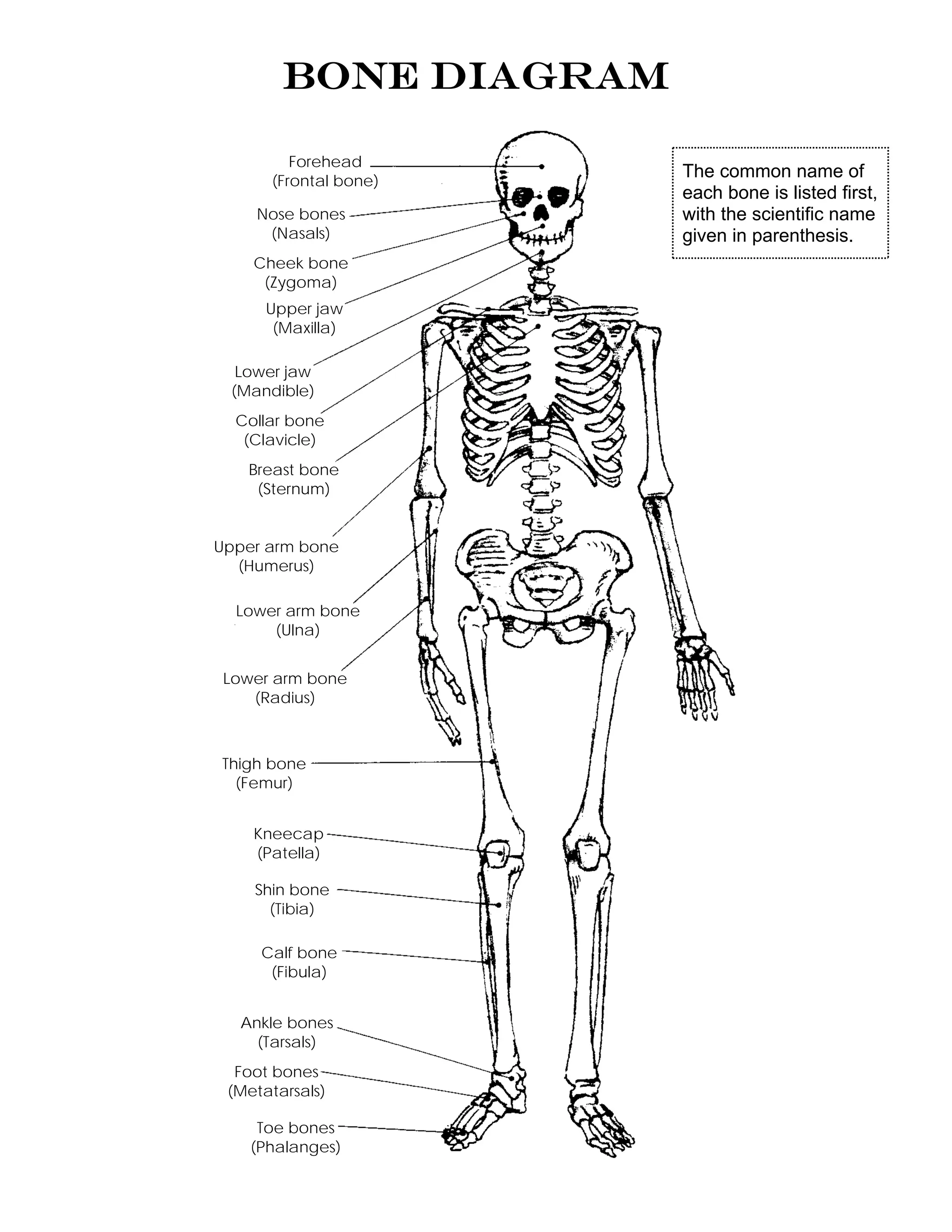 BoneDiagram.pdf it has all the bones you have ro remember | PDF