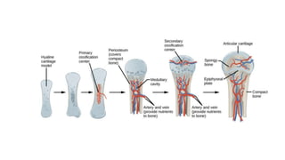 bone elongaltion.pptx