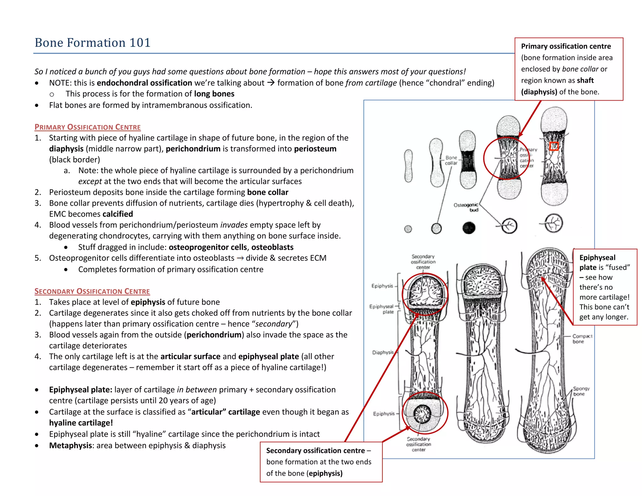 Bone Formation | PDF