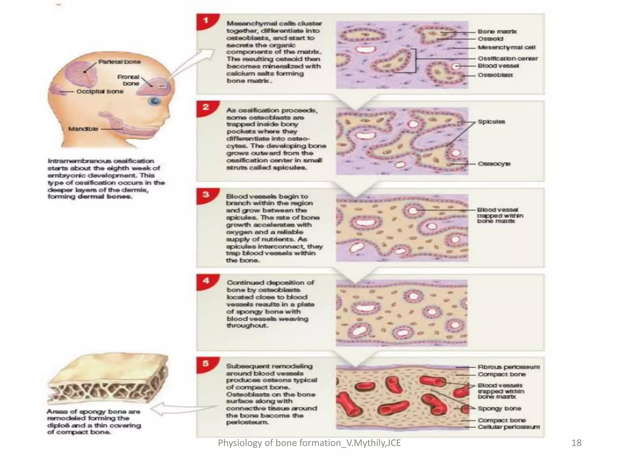 bone formation _Osteogenesis Flowchart.ppt