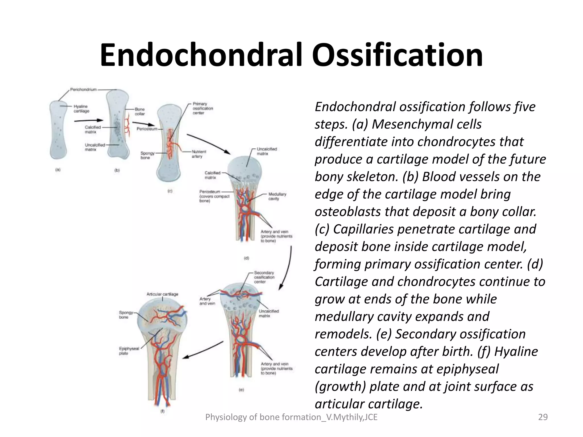 bone formation _Osteogenesis Flowchart.ppt