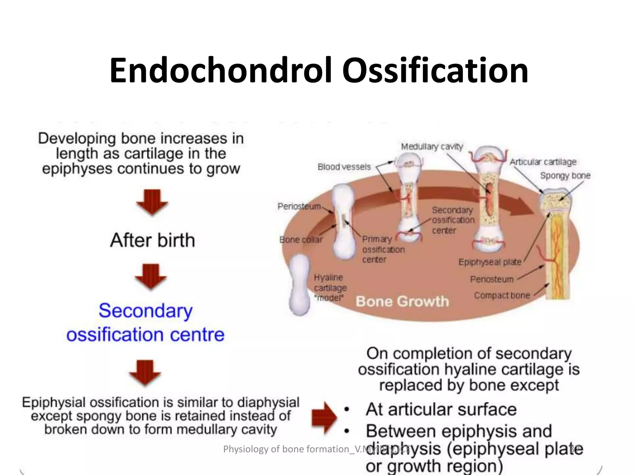 bone formation _Osteogenesis Flowchart.ppt