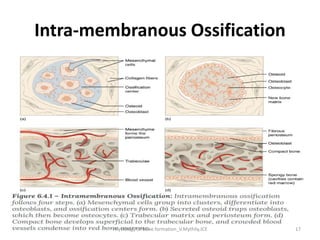 bone formation _Osteogenesis Flowchart.ppt