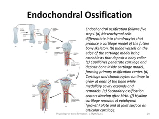 bone formation _Osteogenesis Flowchart.ppt
