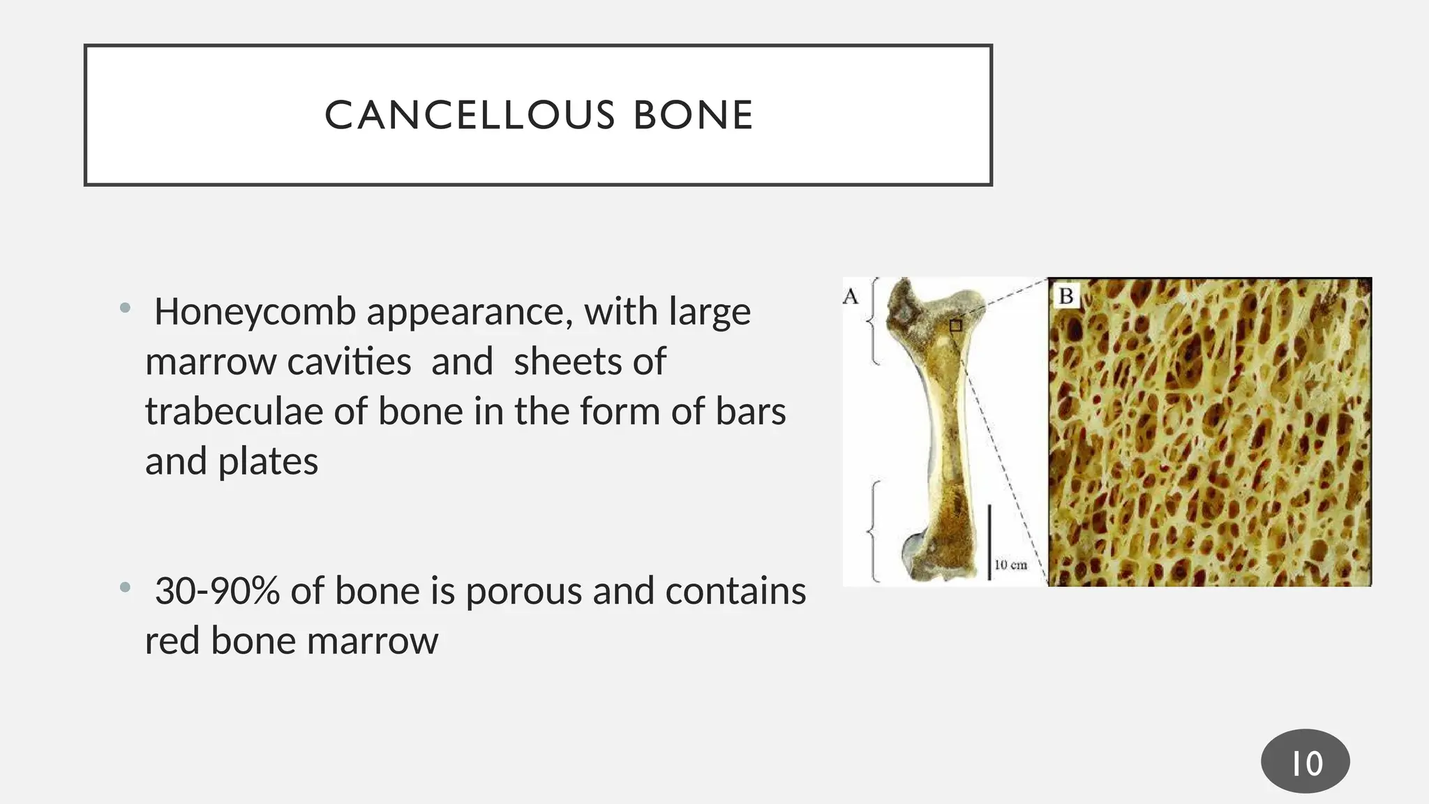 Bone formation, resorption and factors affecting it.pptx