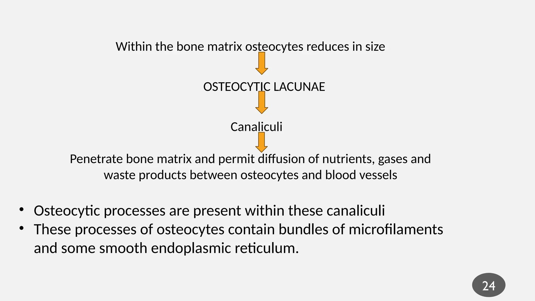 Bone formation, resorption and factors affecting it.pptx