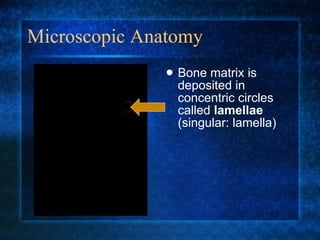 Bone function and_formation_2009 | PPT