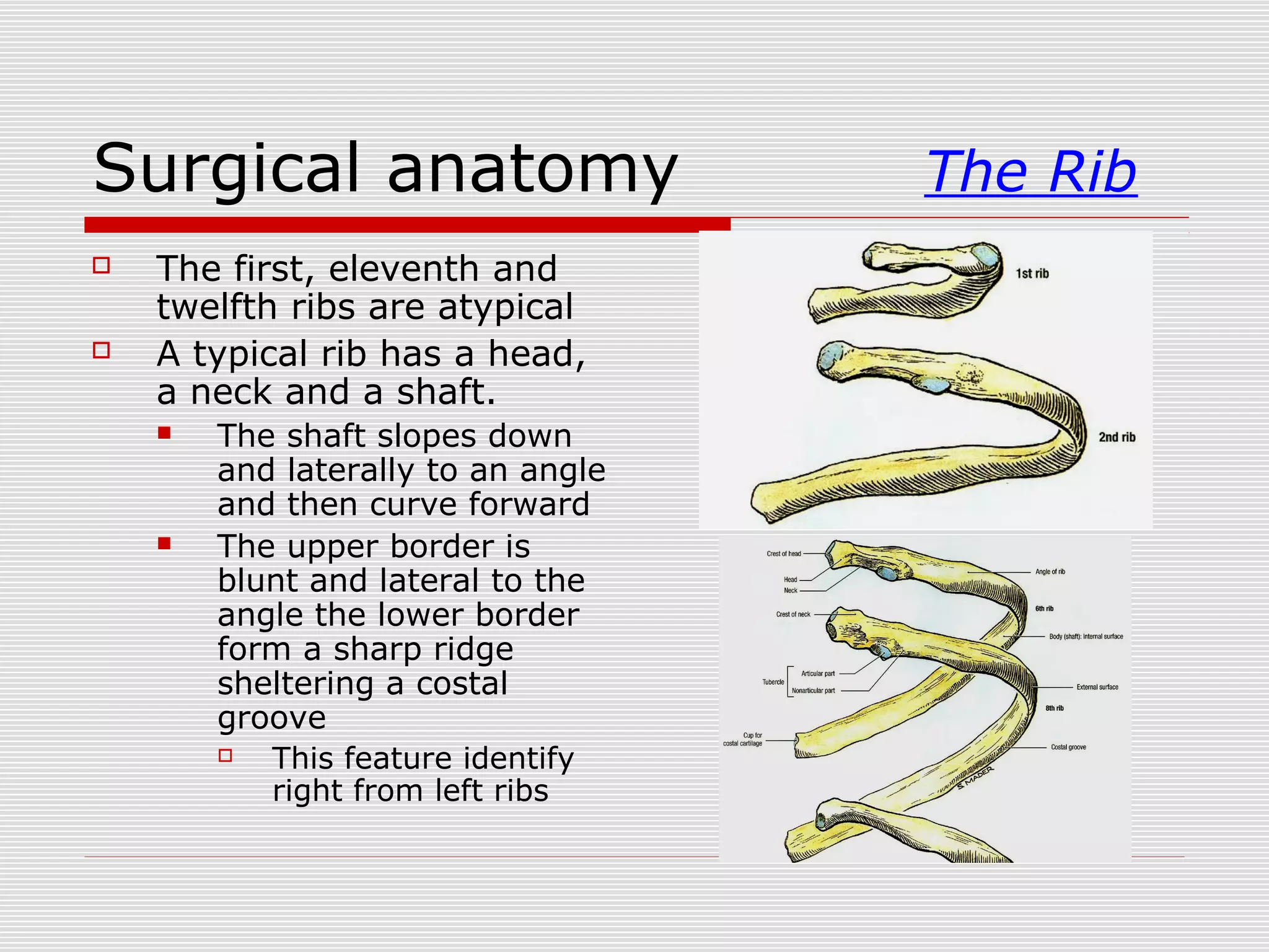 Bone graft | PPT