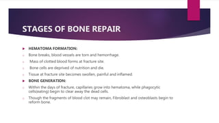 Bone growth & factors affecting bone growth | PPTX