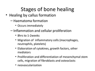 Bone healing | PPT