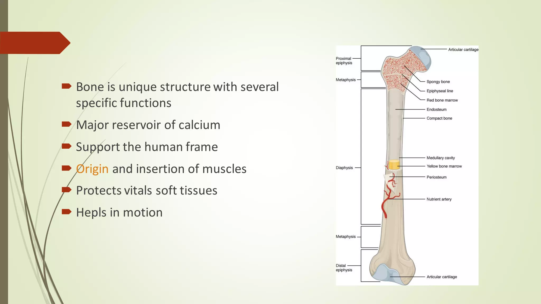 Stages of Bone healing and madalities to enhance bone healing | PDF