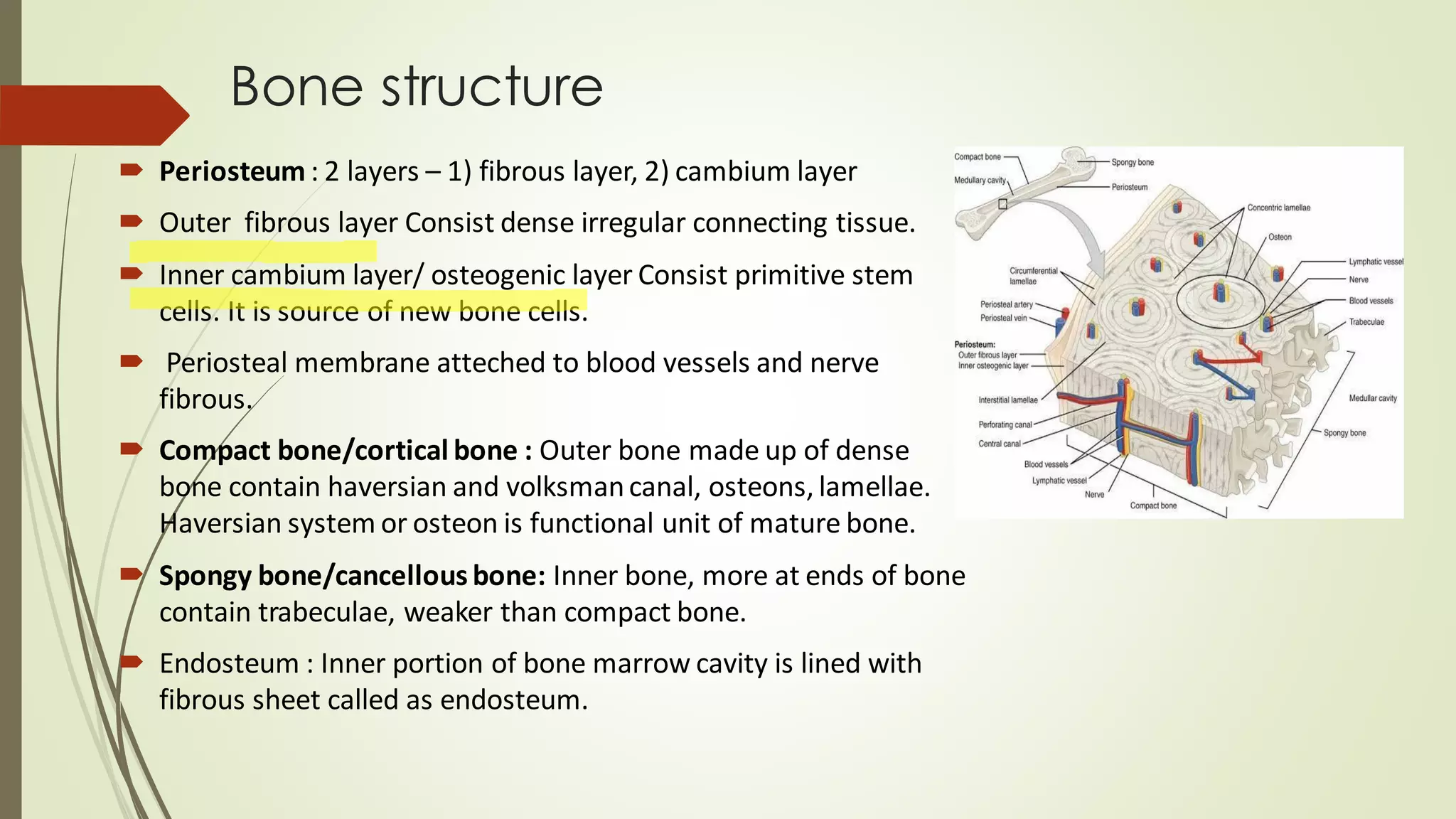 Stages of Bone healing and madalities to enhance bone healing | PDF