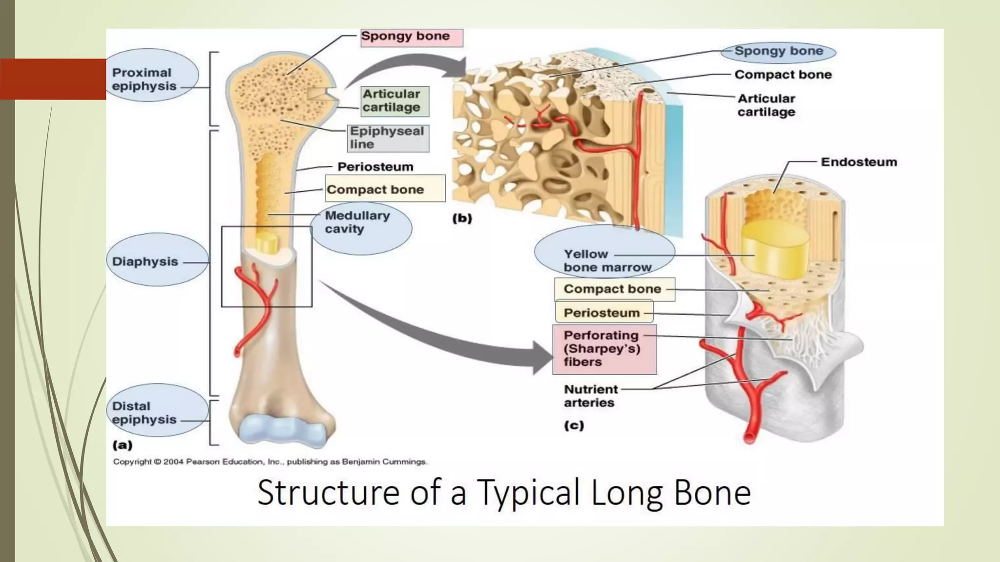 Stages of Bone healing and madalities to enhance bone healing | PDF