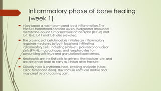 Stages of Bone healing and madalities to enhance bone healing | PDF