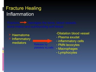 Bone Healing PATHOLOGY.ppt in radiography | PPT