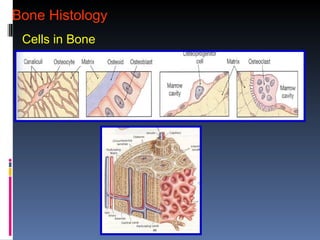 Bone Healing PATHOLOGY.ppt in radiography | PPT