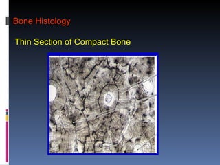 Bone Healing PATHOLOGY.ppt in radiography | PPT