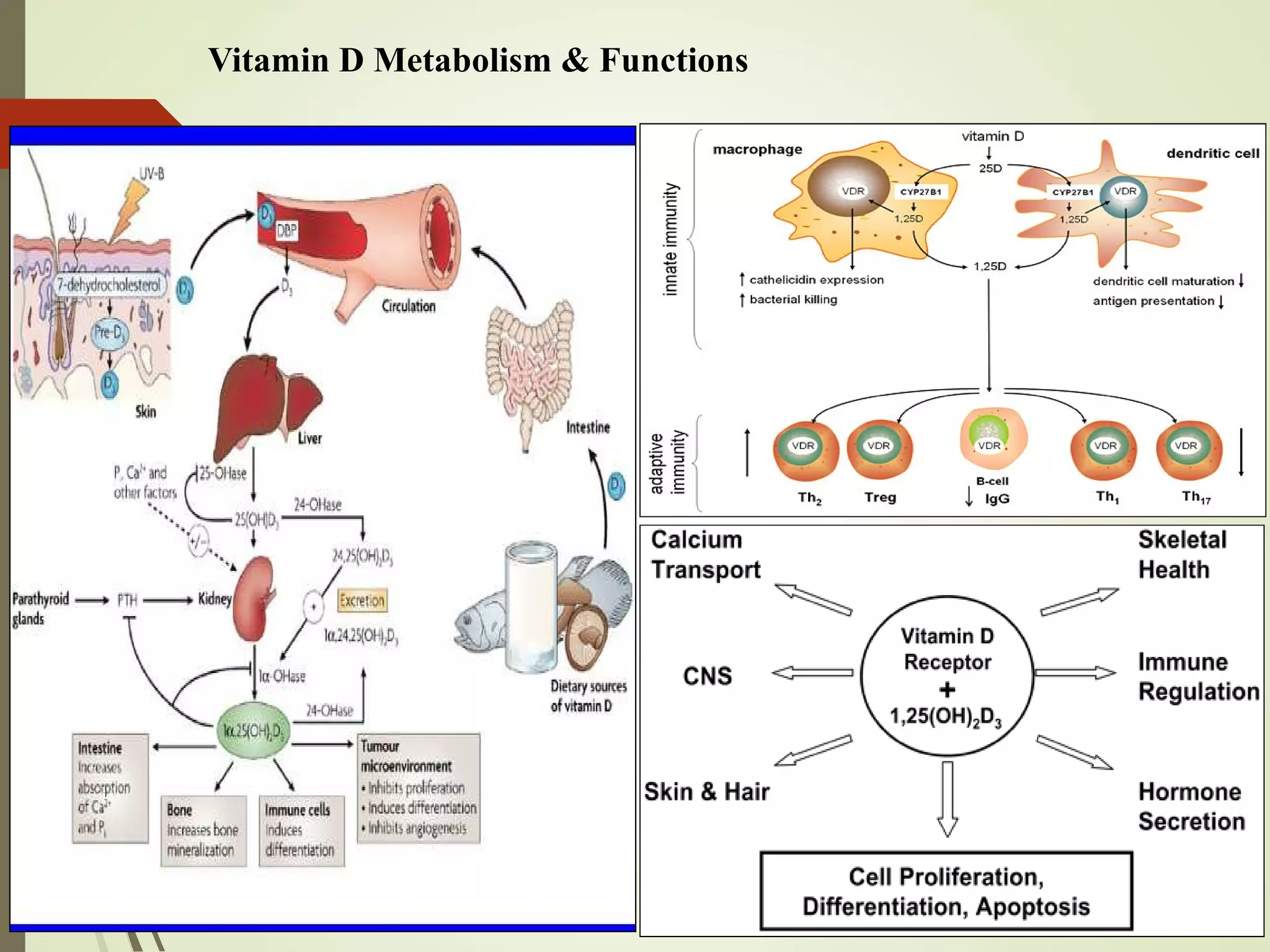 vitamin D & Bone health | PPT