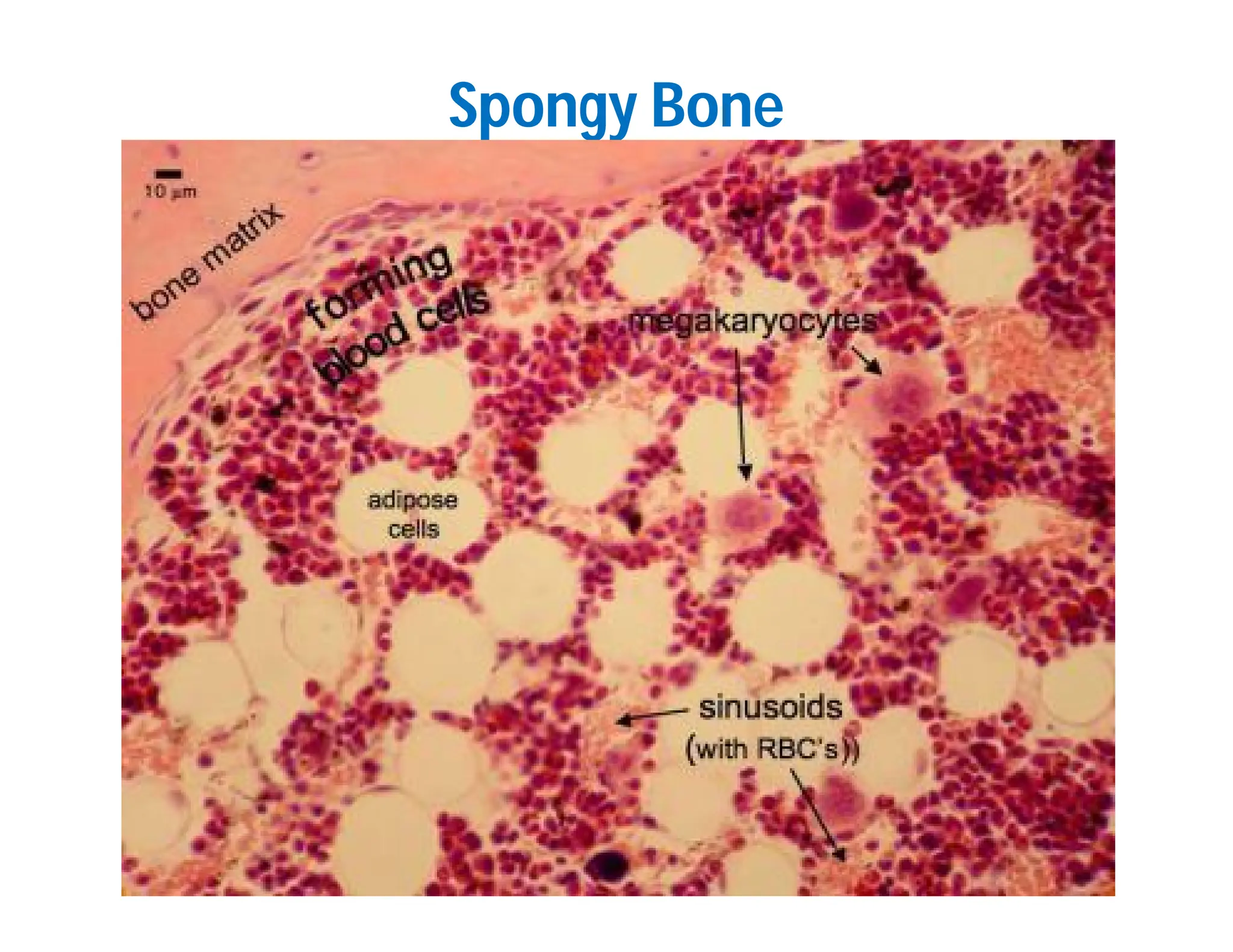 BONE HISTOLOGY SLIDES FOR LEARNERS AND TURORS | PPT | Free Download