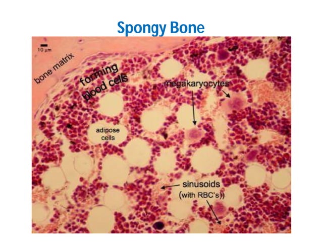 BONE HISTOLOGY SLIDES FOR LEARNERS AND TURORS | PPT | Free Download