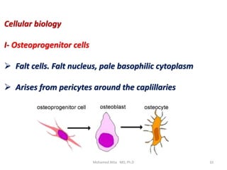 Basics of the bone histology | PPT