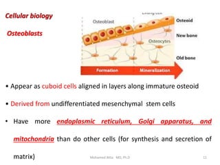 Basics of the bone histology | PPT