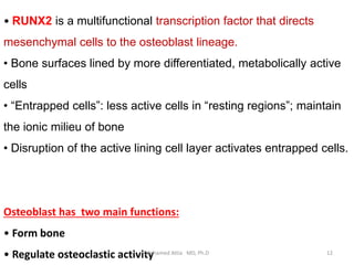 Basics of the bone histology | PPT