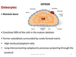 Basics of the bone histology | PPTX