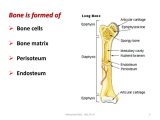 Basics of the bone histology | PPTX