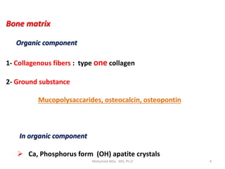 Basics of the bone histology | PPT